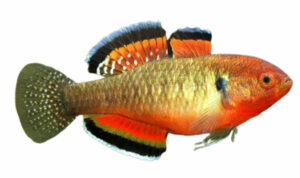 Empire Gudgeon - The Fish Works Pond Supplies
