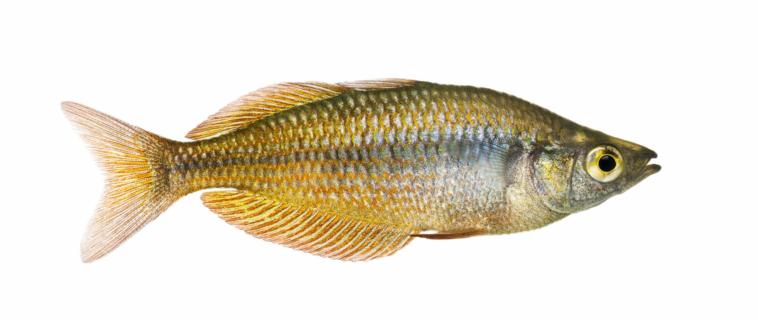 Australian Rainbow Fish (Melanotania fluviatilis) - www.thefishworks.com.au
