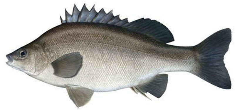 Silver Perch (Bidyanus bidyanus) - The Fish Works Pond Supplies