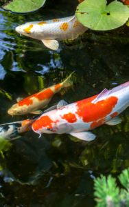 Silver Perch (Bidyanus bidyanus) - The Fish Works Pond Supplies